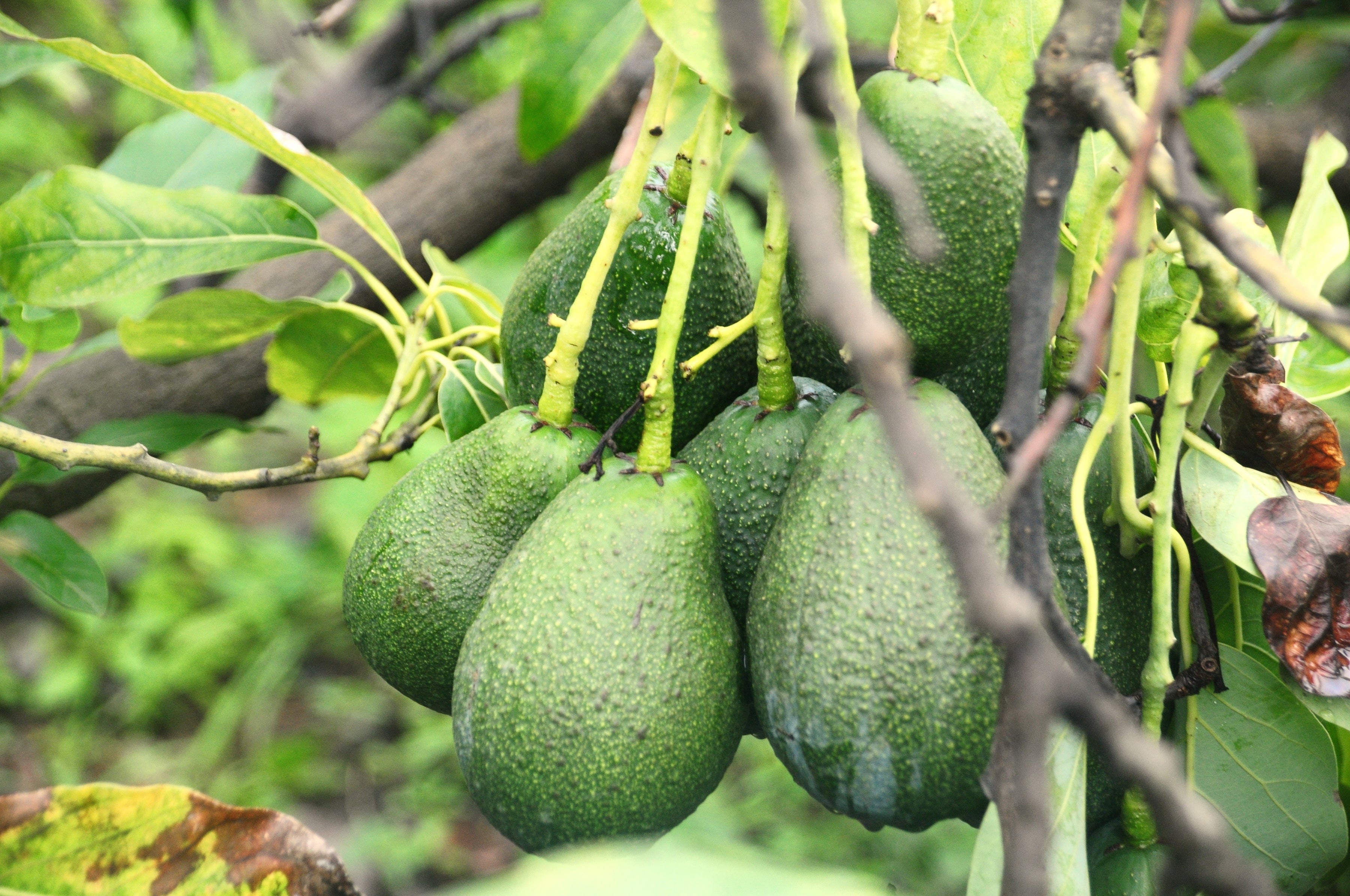 GreenTokri®