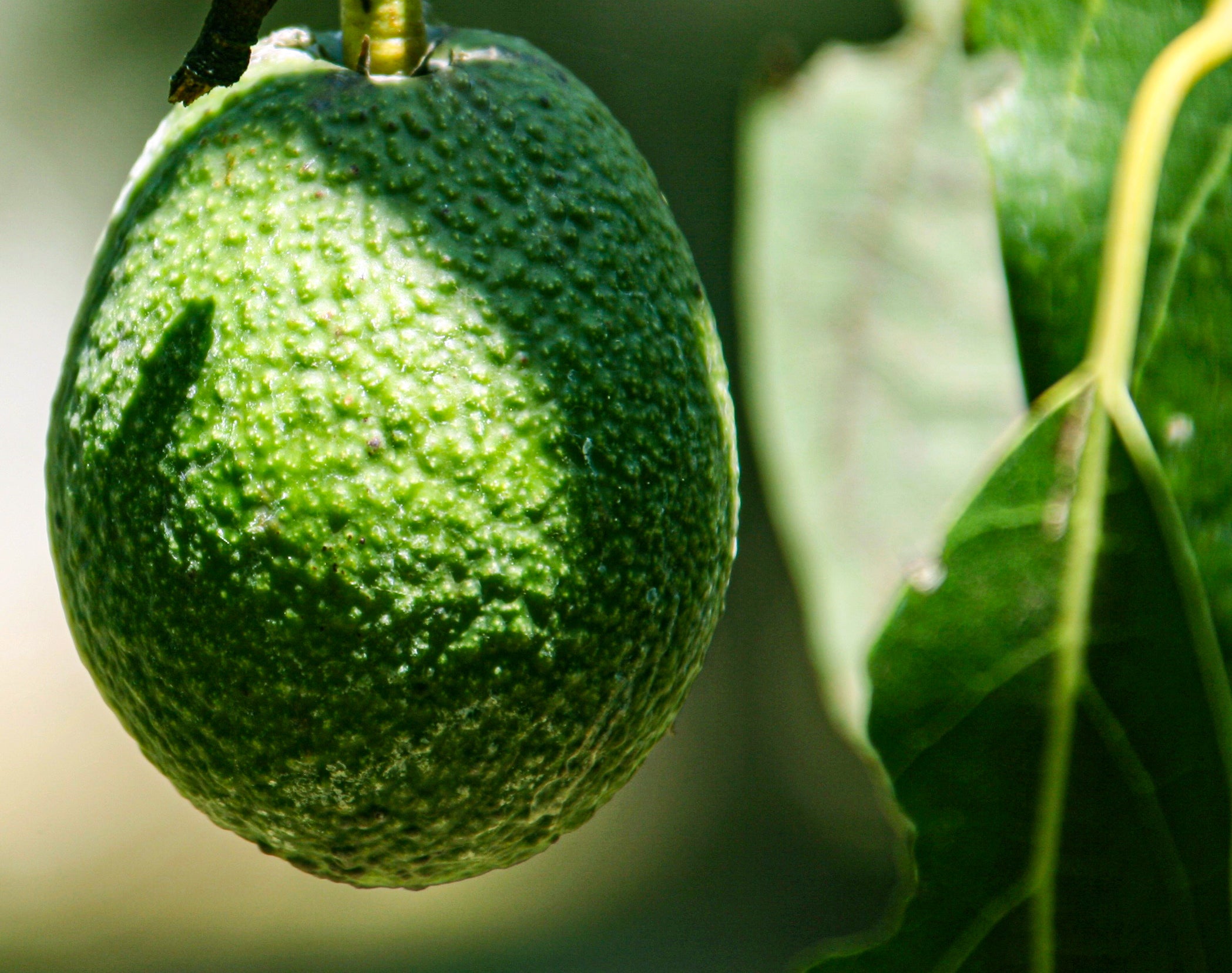 GreenTokri®